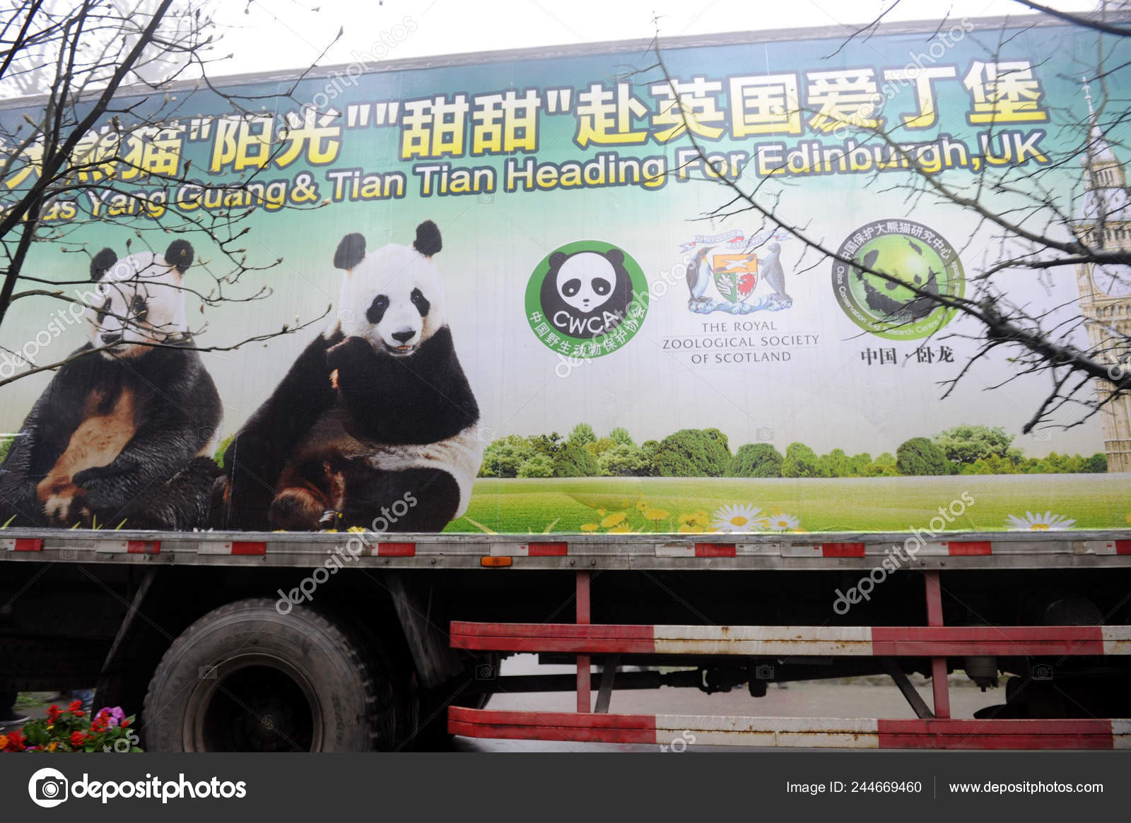Van Carrying Giant Pandas Yang Guang Tian Tian Pictured Yaan — Stock ...