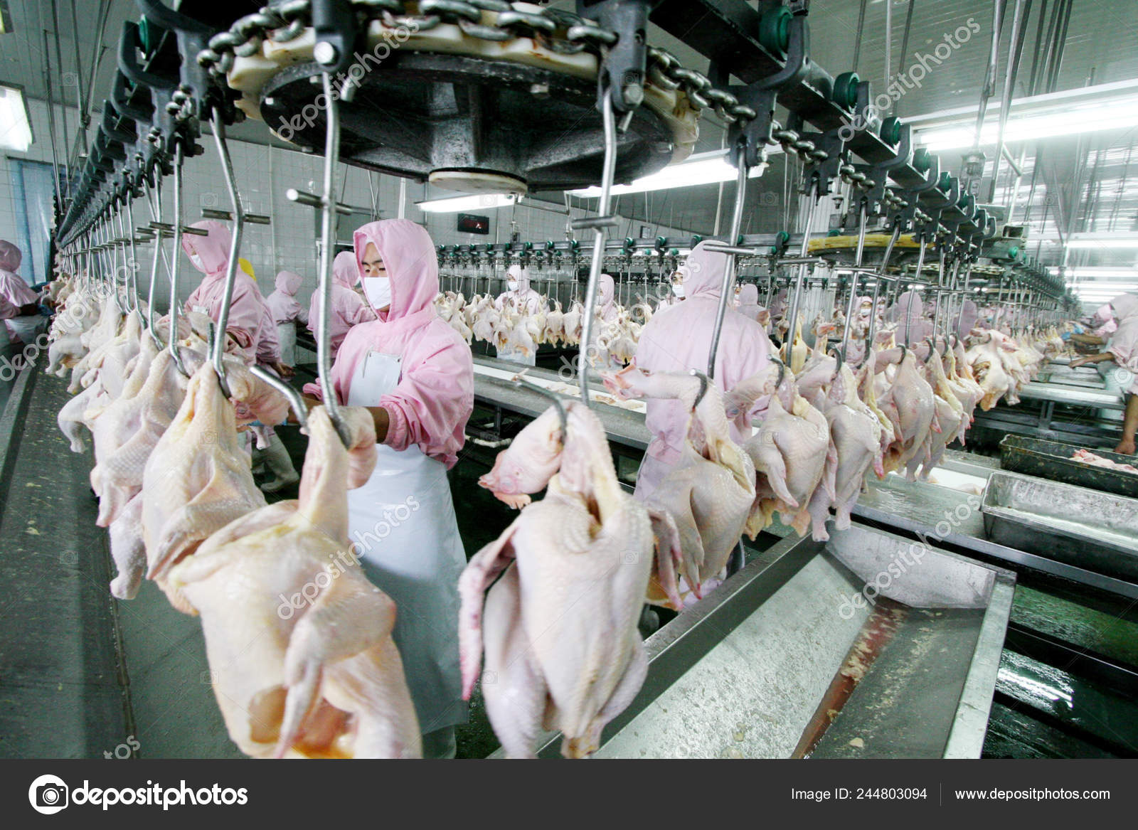 Chinese Workers Process Chicken Production Line Factory Xinchang Group ...