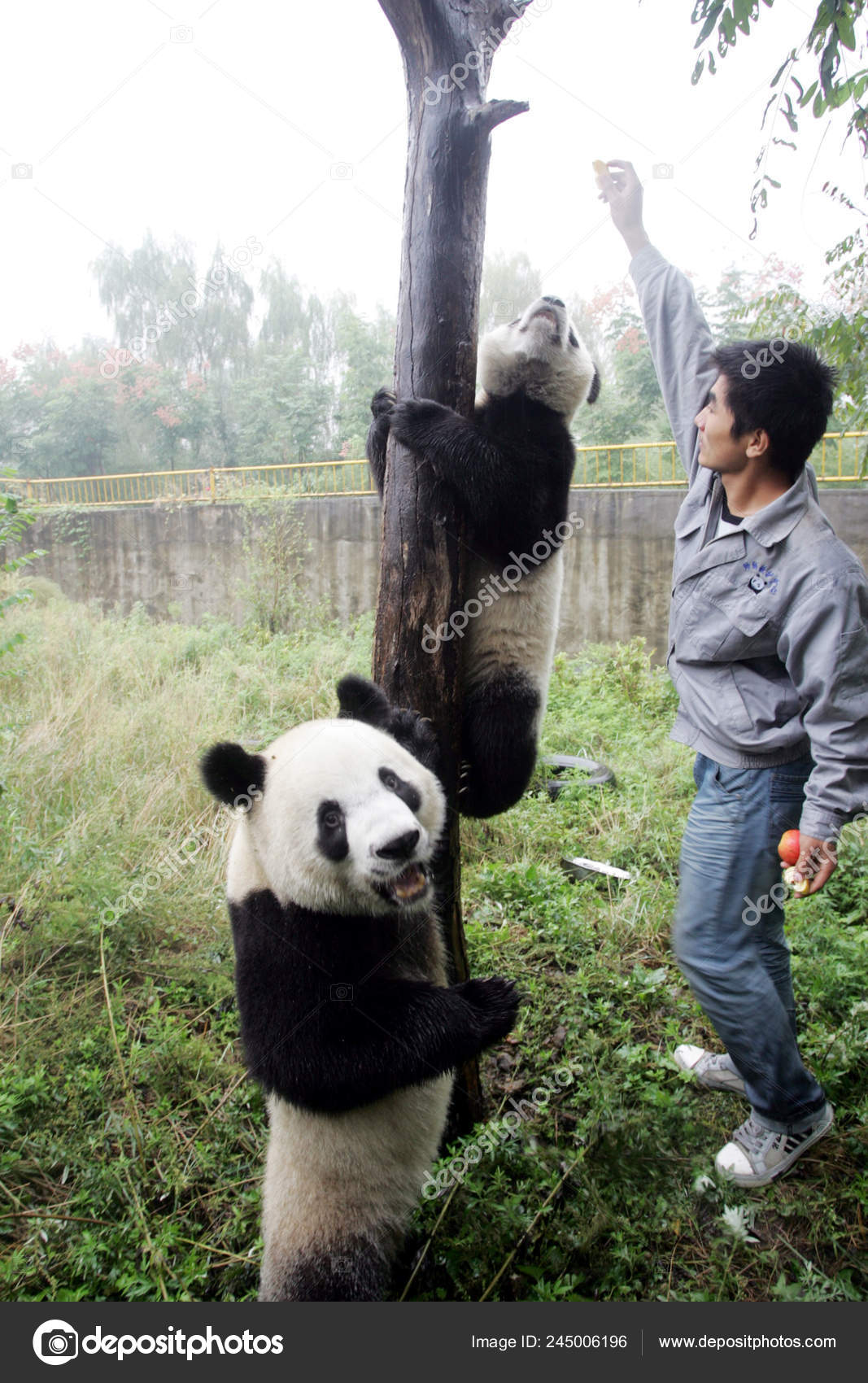 Chinese Raiser Feeds Pandas Qin Chuan Shaanxi Wild Animal Rescue ...