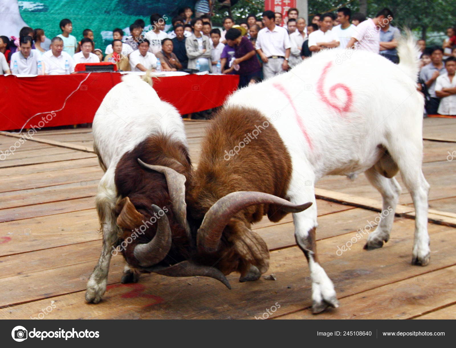 Two Goats Locked Horns Goat Fighting Match Wadian Town Linquan – Stock ...
