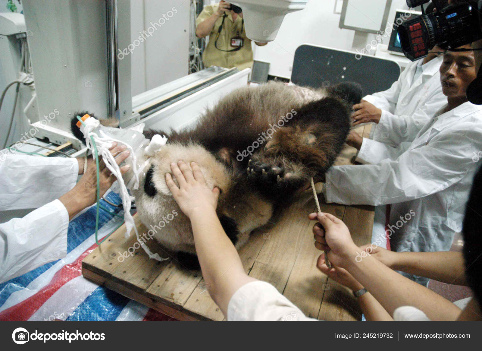 Chinese Medical Workers Fix Giant Panda Wolong Ultrasonic Check Fuzhou ...