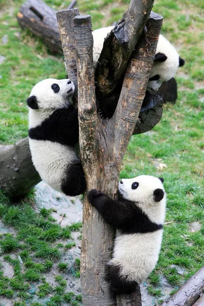 Panda protection Stock Photos, Royalty Free Panda protection Images ...