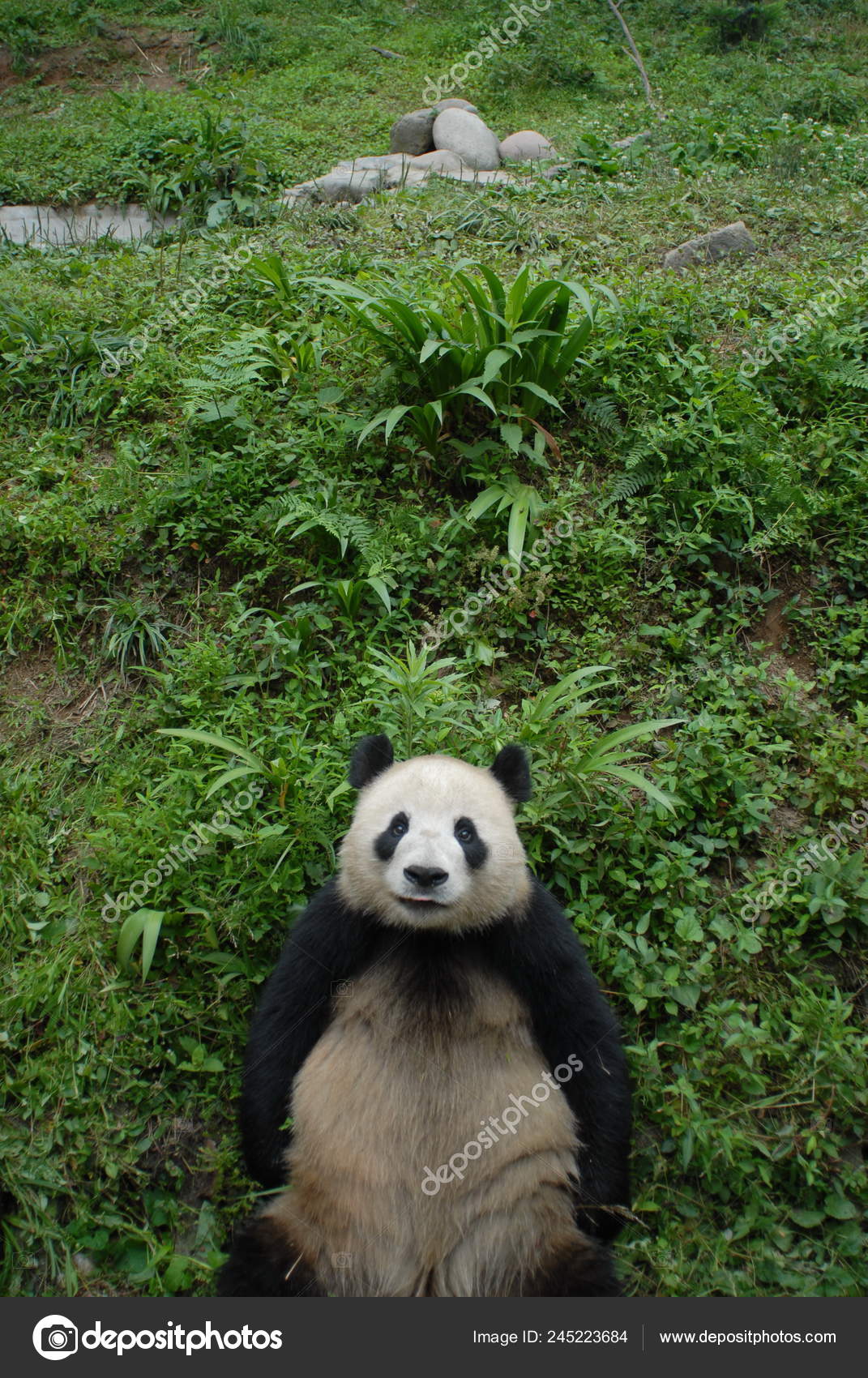 Giant Panda Bifeng Gorge Giant Panda Research Centre Southweste Chinas ...