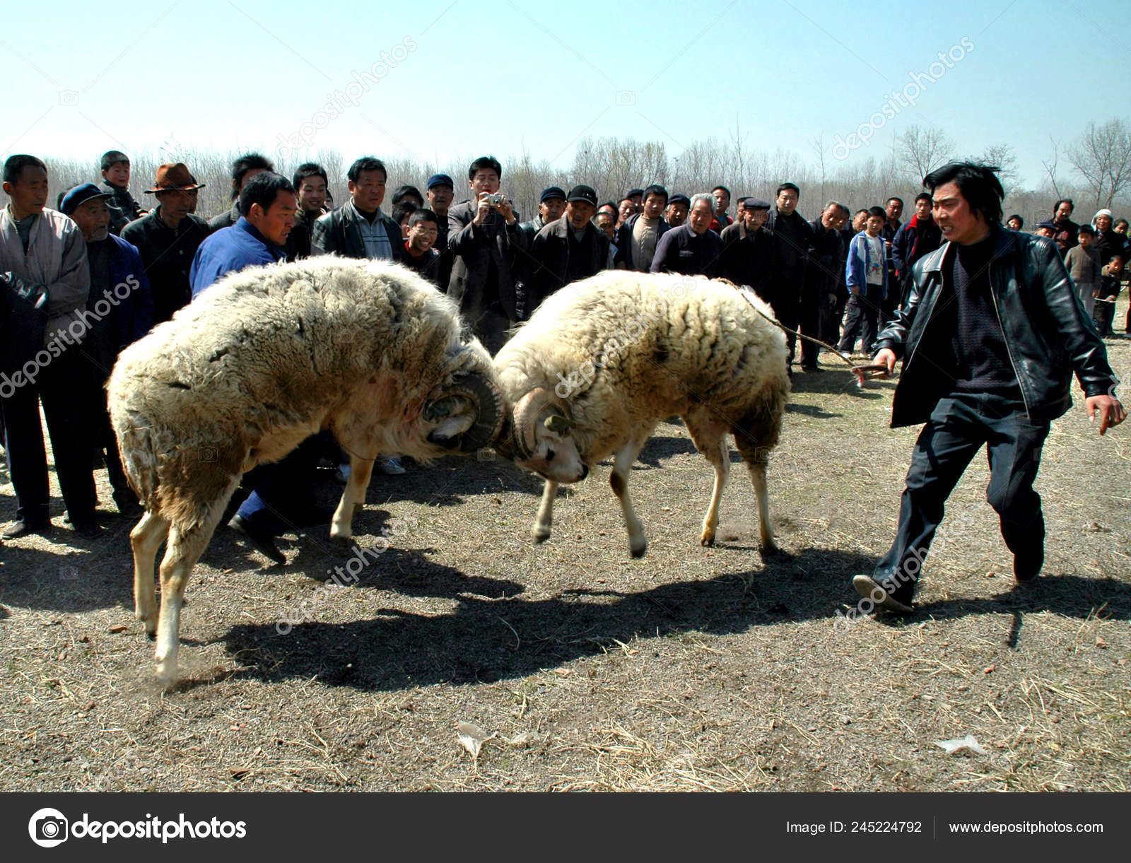 Goats Fighting Each Other Arena Local Spectators Enjoy Goat Fighting ...