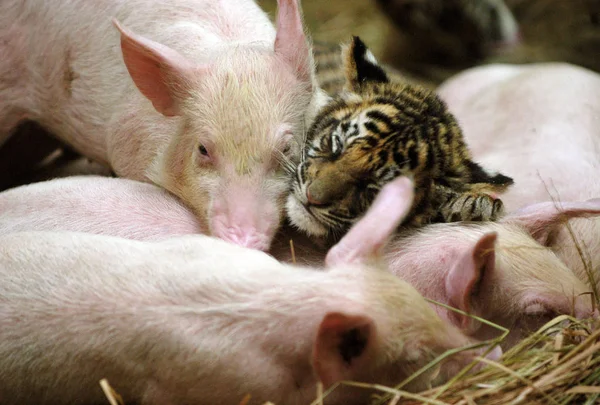 Pig — Stock Photo © sgudak #1537443