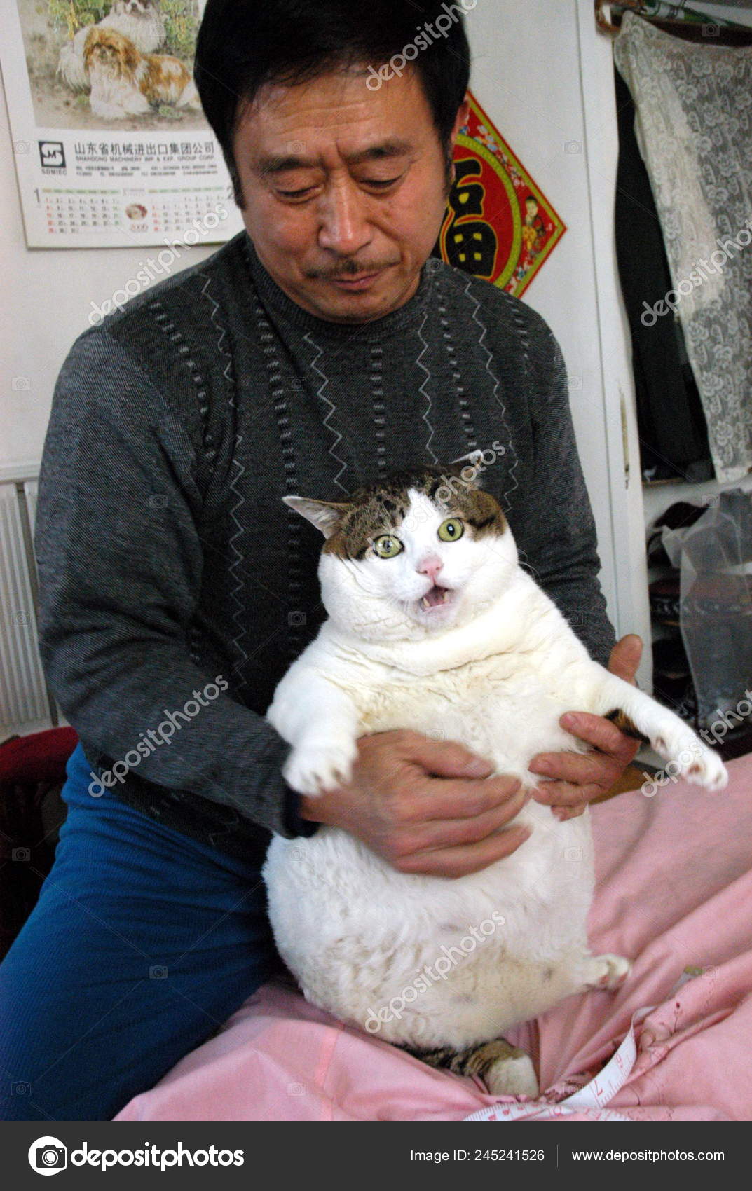 Jirong Holds His Fat Cat Which Weighs 15Kg Qingdao Shandong – Stock ...