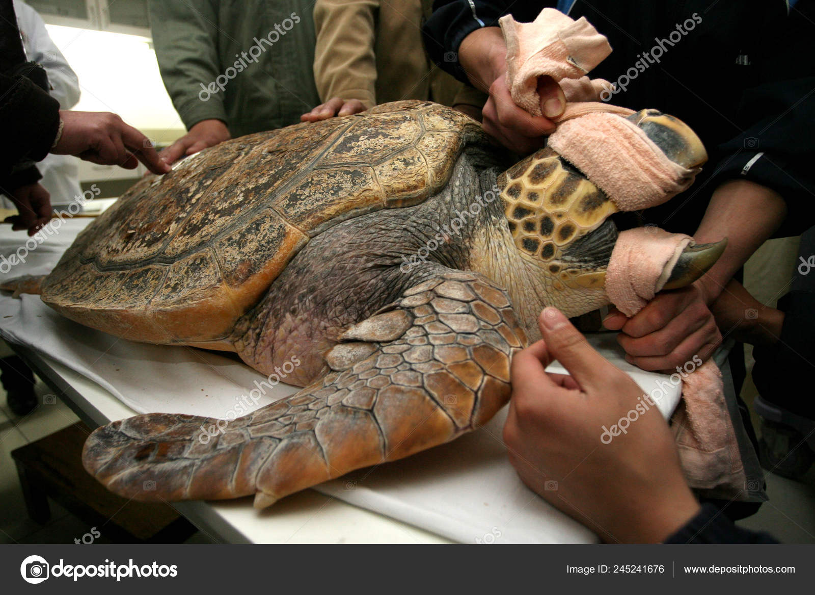 Doctors Open Mouth Sea Turtle Checking Its Stomach Hospital Hangzhou ...