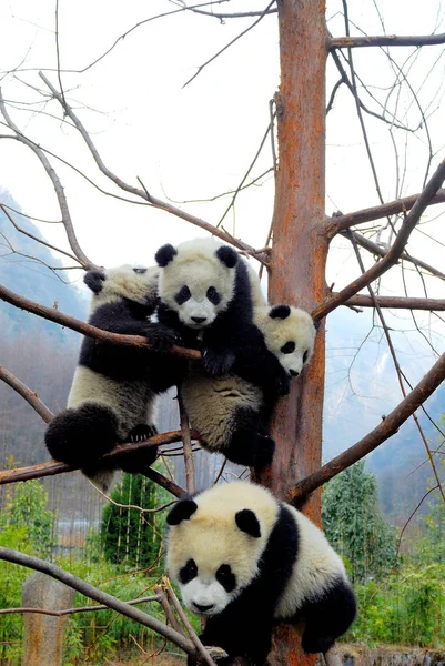 Pandas trees Stock Photos, Royalty Free Pandas trees Images | Depositphotos