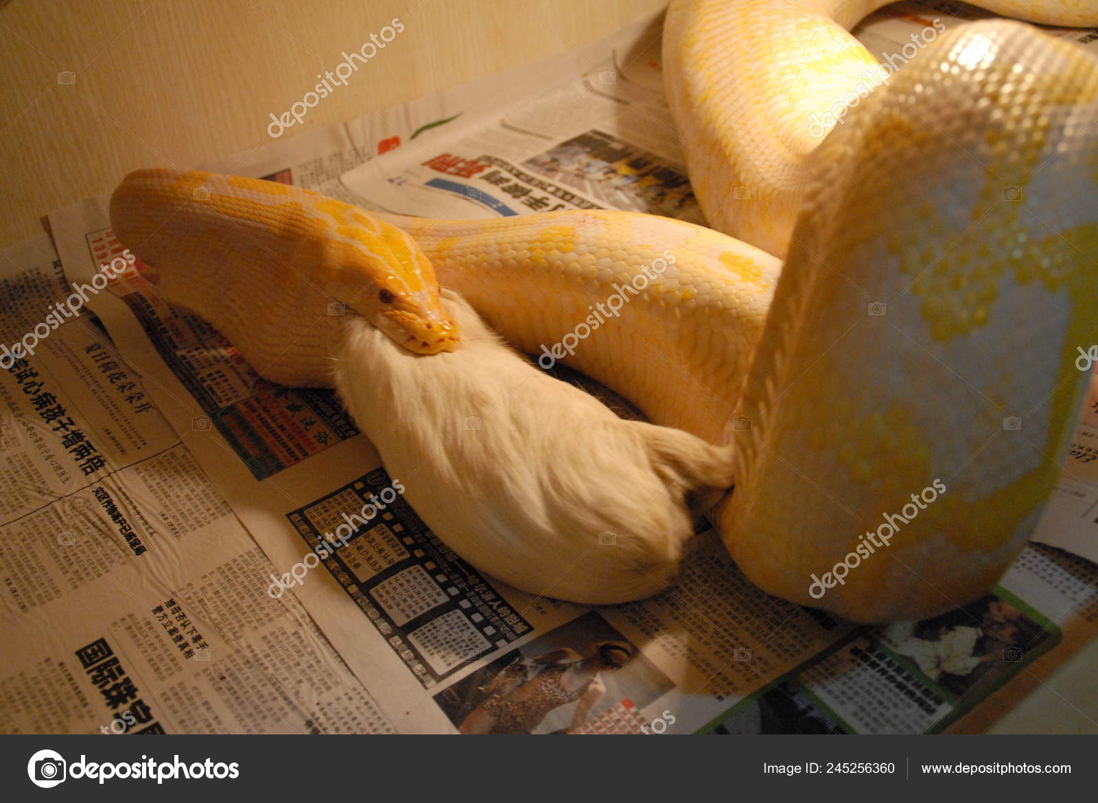 Golden Python Eats Guinea Pig Pet Center Harbin Northeast Chinas ...