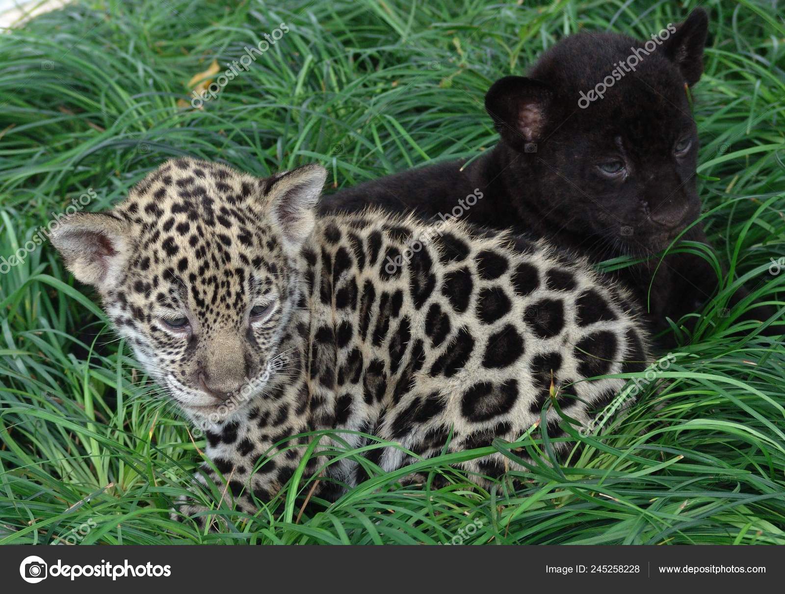 Pair Twin Leopards Chongqing Wild Animal World Chongqing September 2007 ...