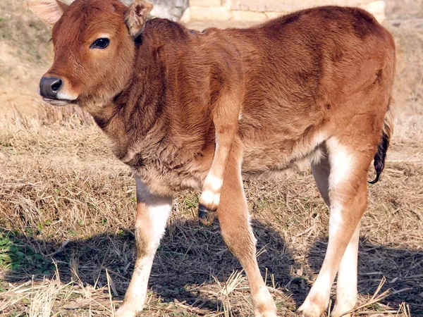 Five Legged Cow