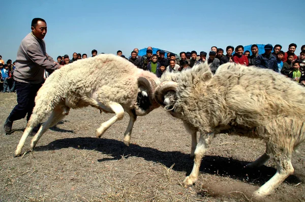 Goats Fighting Each Other Arena Local Spectators Enjoy Goat Fighting ...