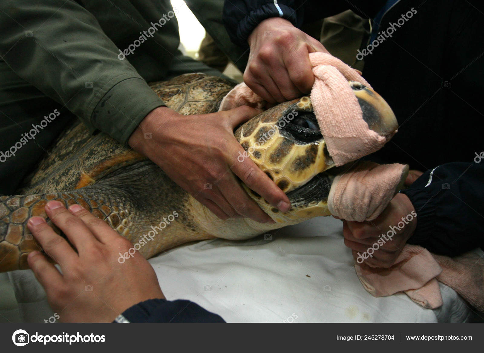 Doctors Open Mouth Sea Turtle Checking Its Stomach Hospital Hangzhou ...