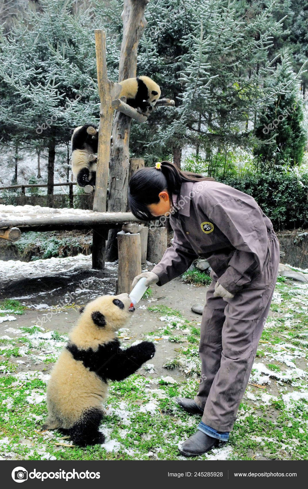 Giant Panda Eats Slight Snow Fall Wolong Giant Panda Research — Stock ...