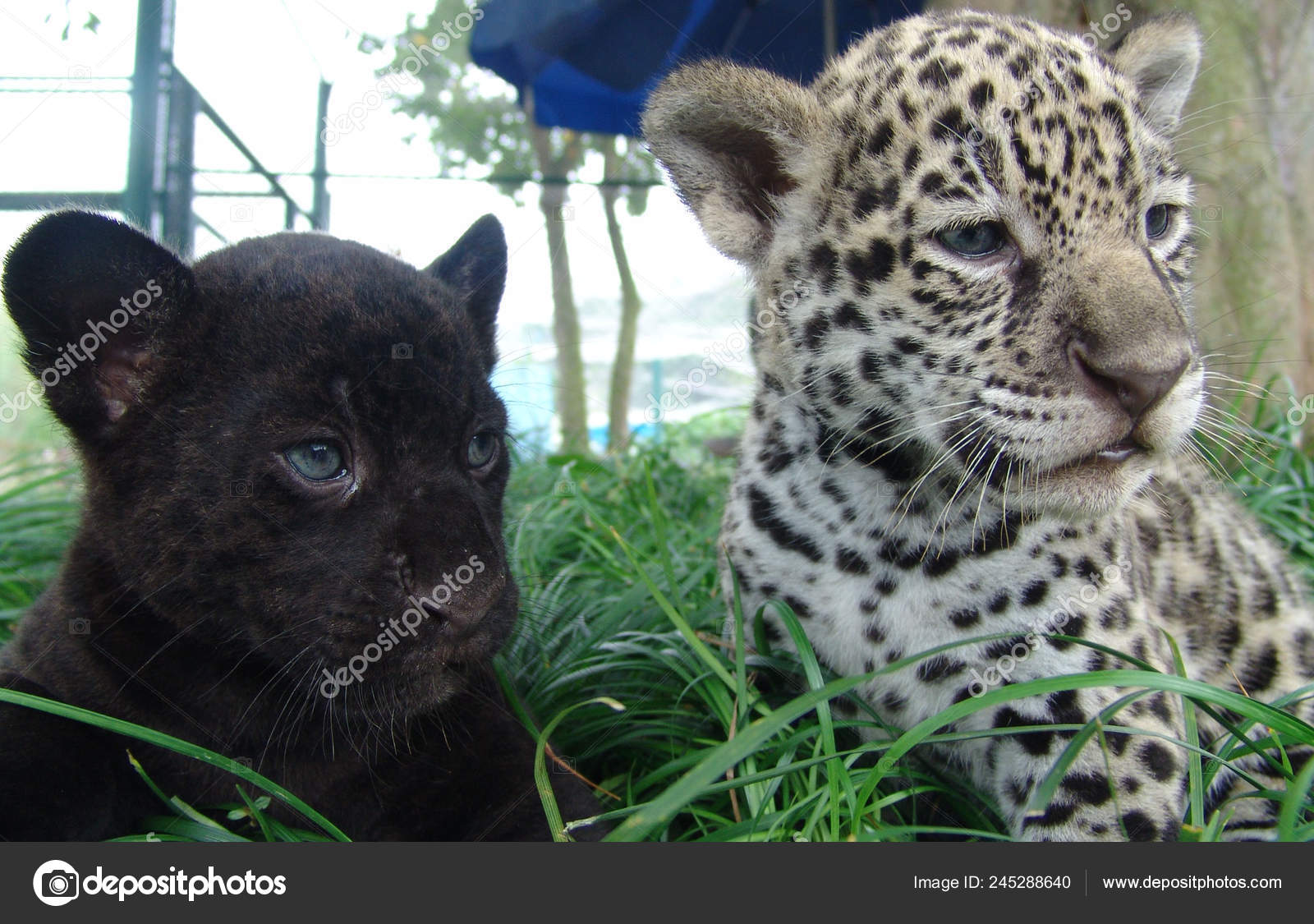 Pair Twin Leopards Chongqing Wild Animal World Chongqing September 2007 ...
