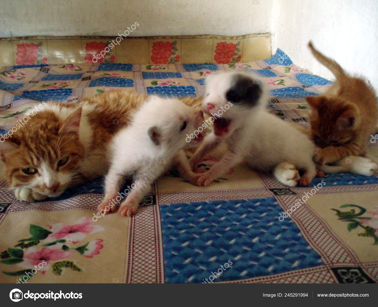 Two Year Old Cat Stays Two Arctic Fox Cubs House — Stock Editorial ...