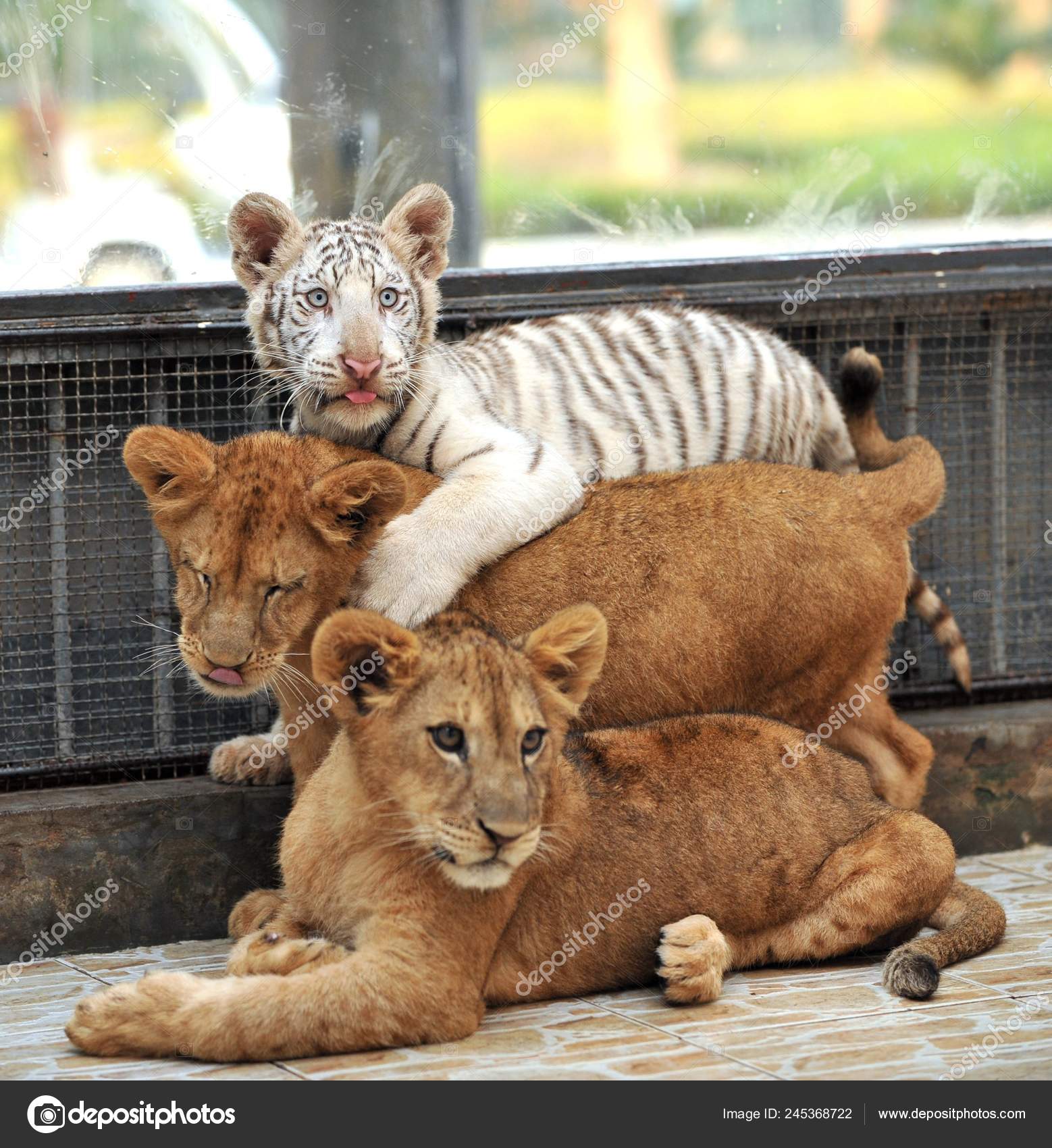 Lion And Tiger Cubs