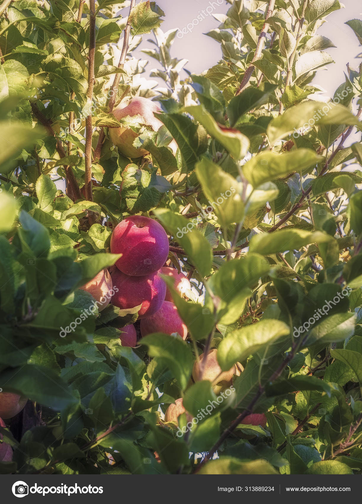 Natural ripe apples Fuji in the garden at sunrise — Stock Photo © i ...