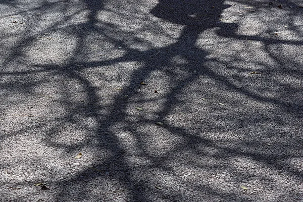 Tree shadows Stock Photos, Royalty Free Tree shadows Images | Depositphotos