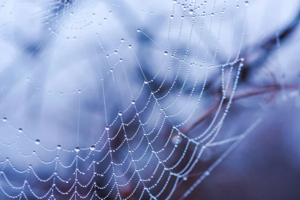 Magic spider web on blurred background - Stock Image - Everypixel