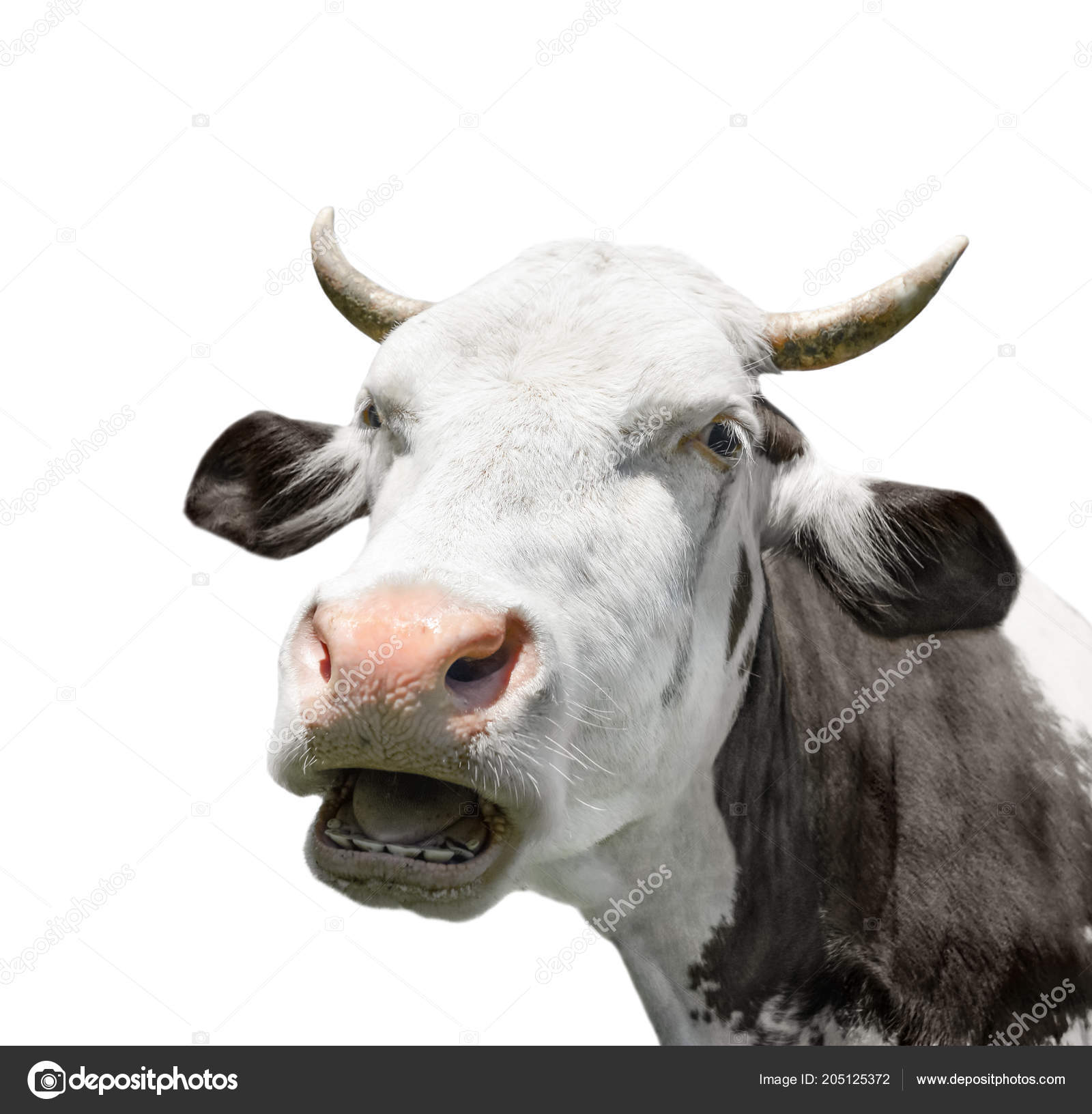Cow Portrait Close Funny Cute Talking Black White Cow Isolated Stock ...