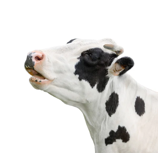 Crying cow Stock Photos, Royalty Free Crying cow Images | Depositphotos