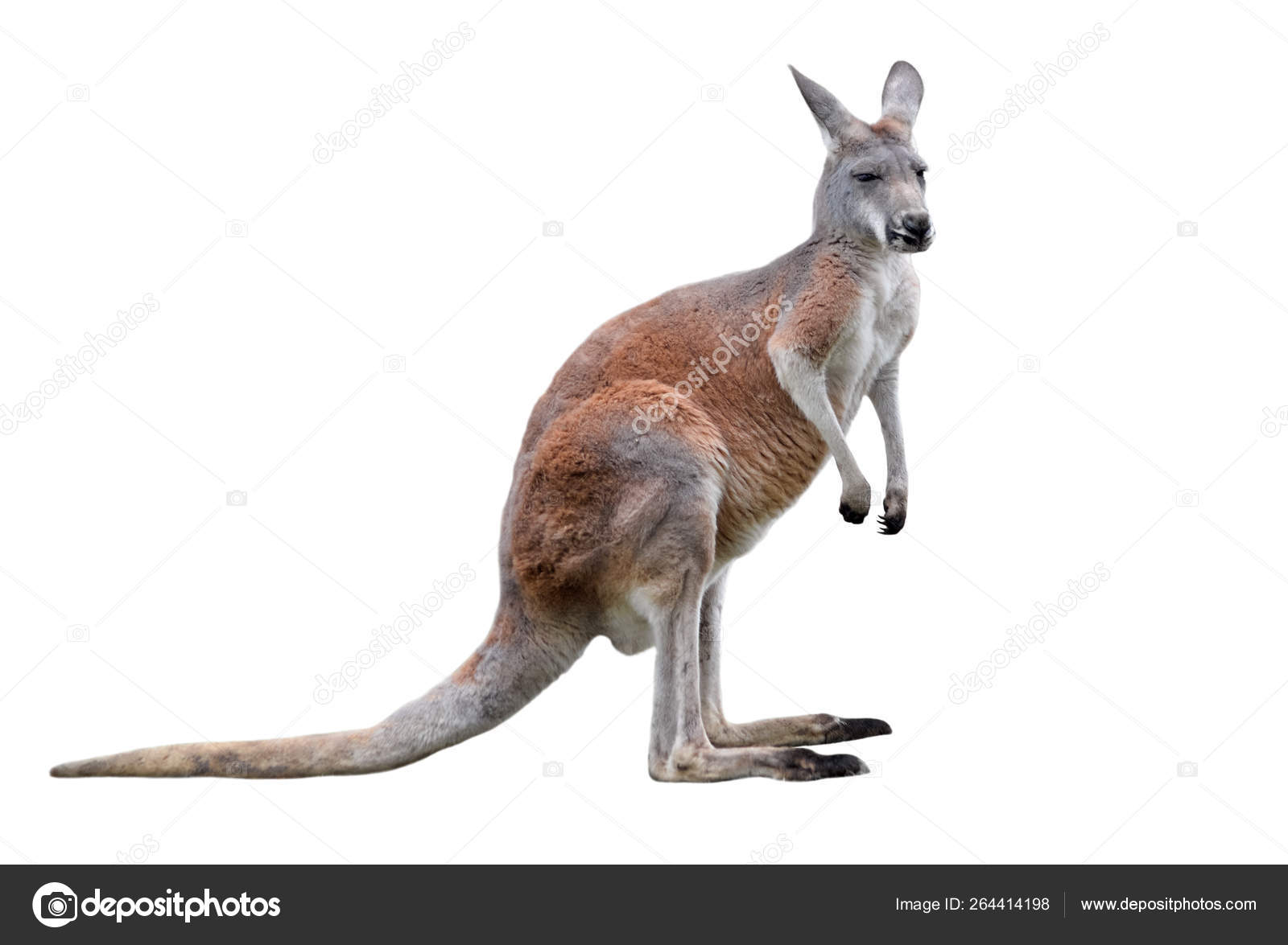 Kangaroo White Background