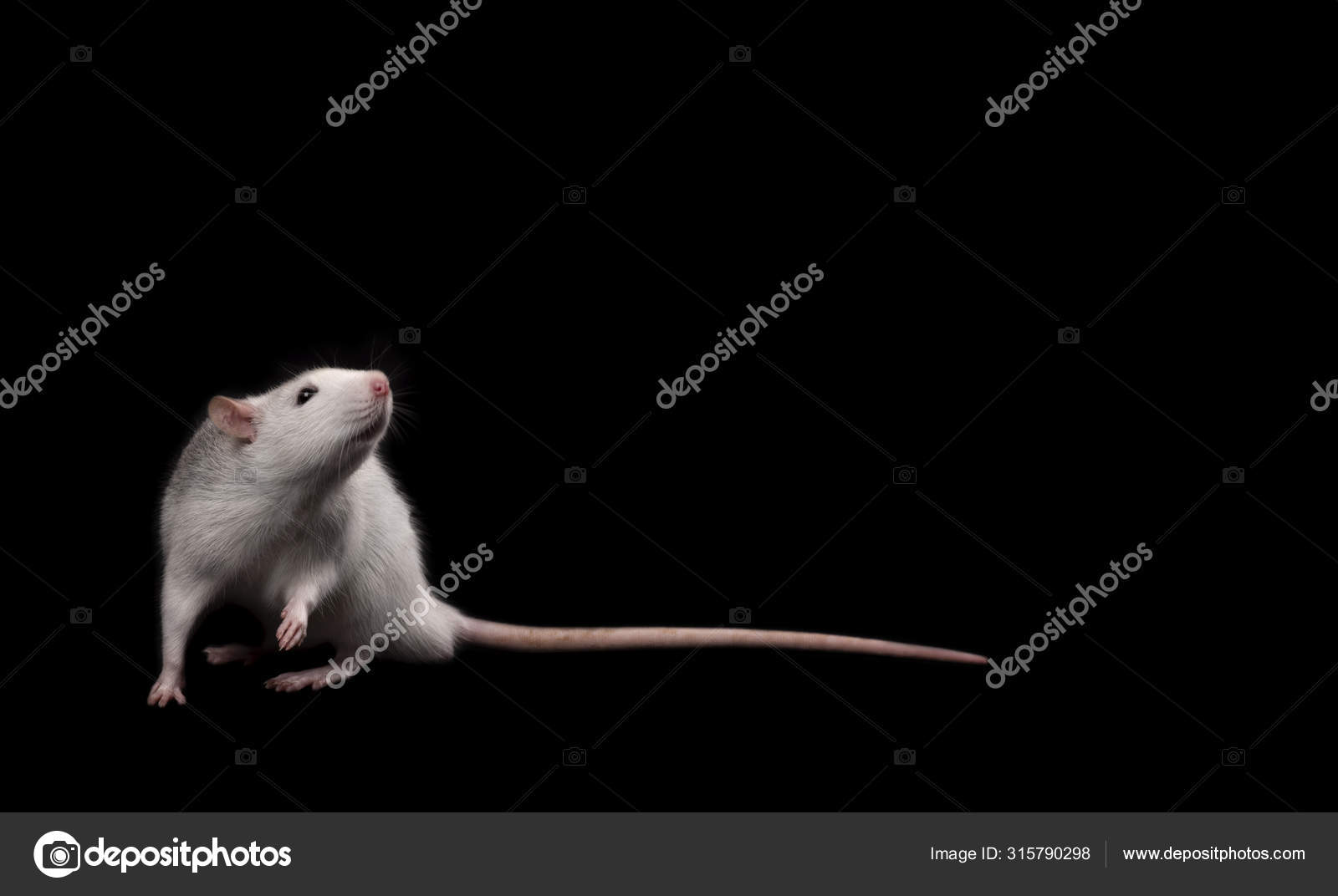 Gray rat isolated on black background. Rodent pets. Domesticated rat ...