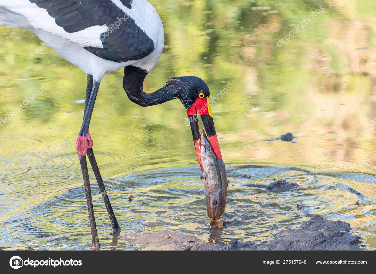 Saddle-billed stork with its prey, a fish Stock Photo by ©dpreezg 275157948
