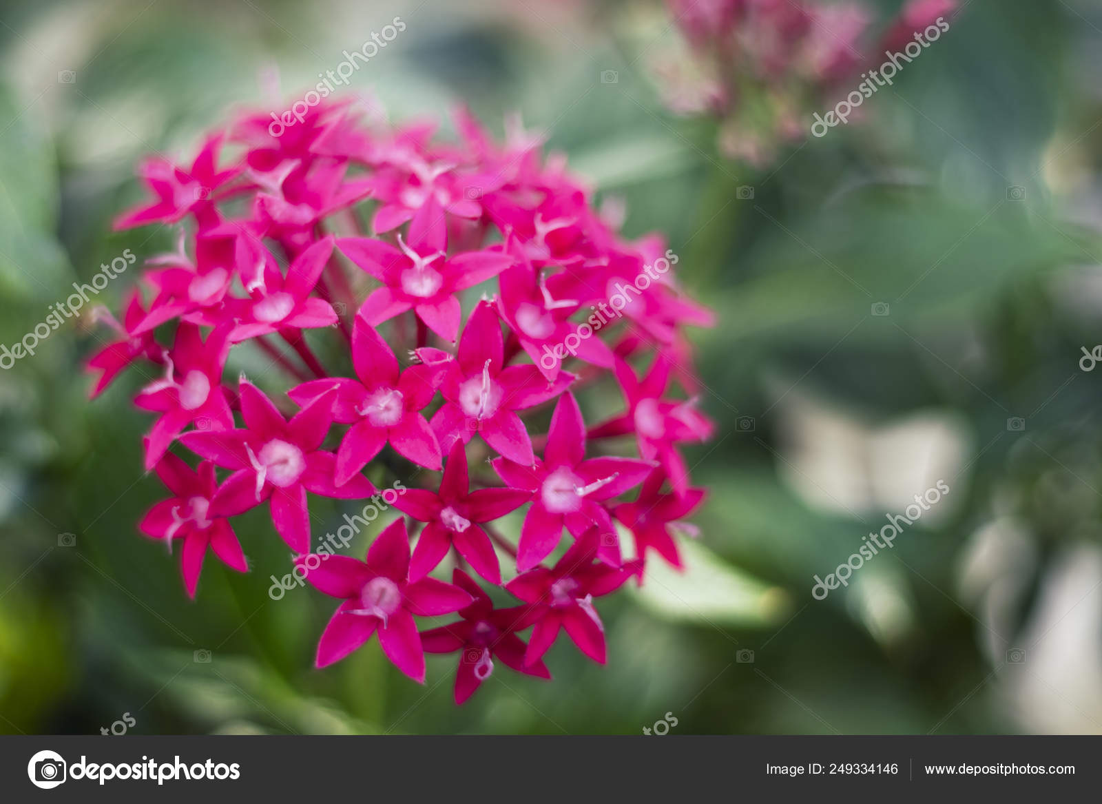 Pink Star Shaped Wildflower | Best Flower Site