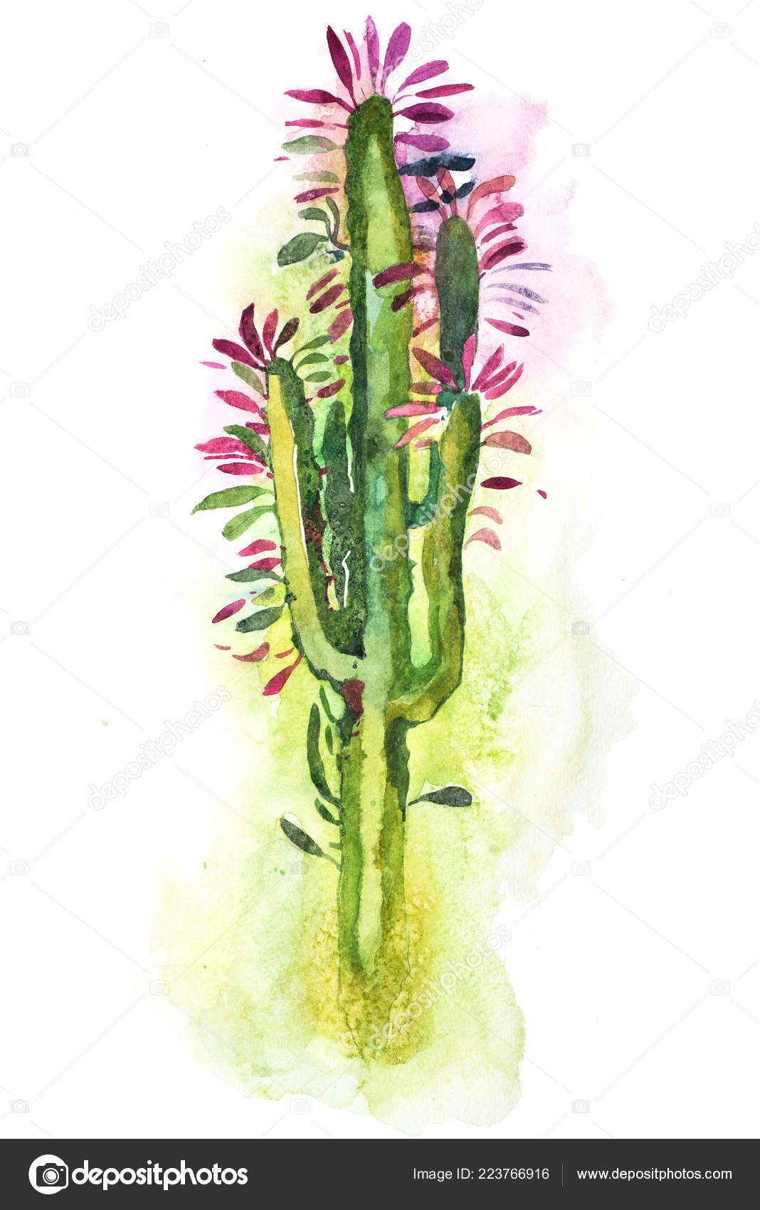 Watercolor hand drawn spiky cactus bloom flower Stock Photo by ©undrey ...