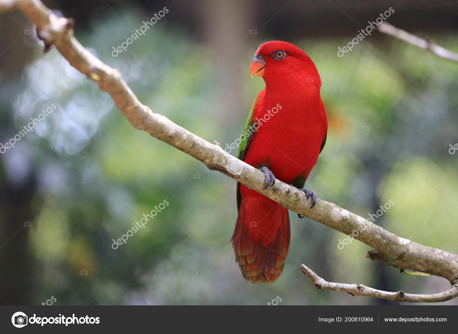 Red Macore Bird Branches Tropical Trees Jungle Wildlife Rare Endangered ...