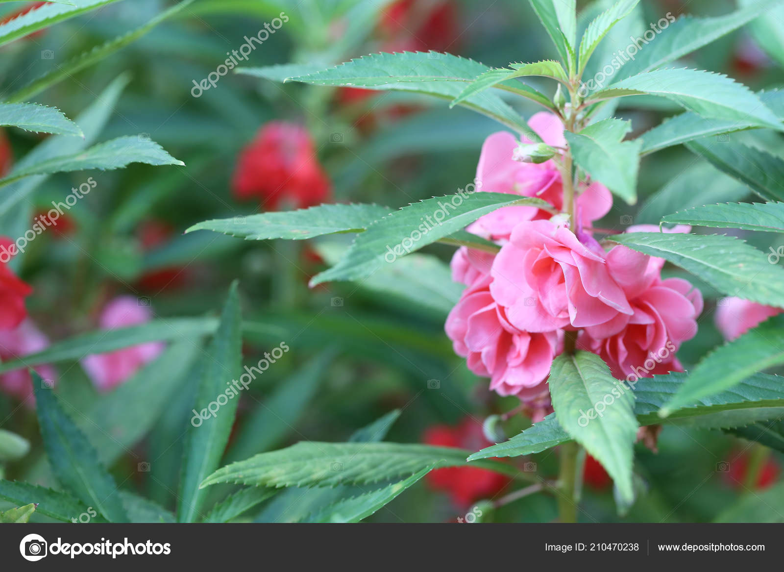 Pink Garden Balsam Rose Balsam Tree Blooming Garden Stock Photo by ...
