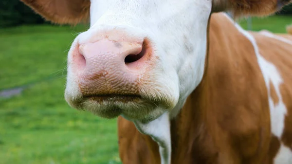 Labios de la vaca Stock Photos, Royalty Free Labios de la vaca Images ...