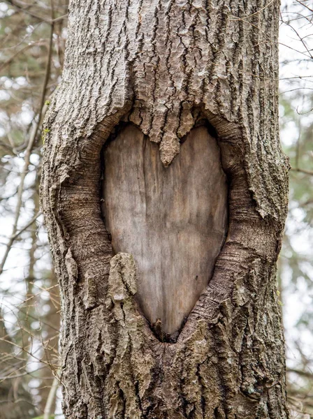 Heart shaped tree Stock Photos, Royalty Free Heart shaped tree Images ...