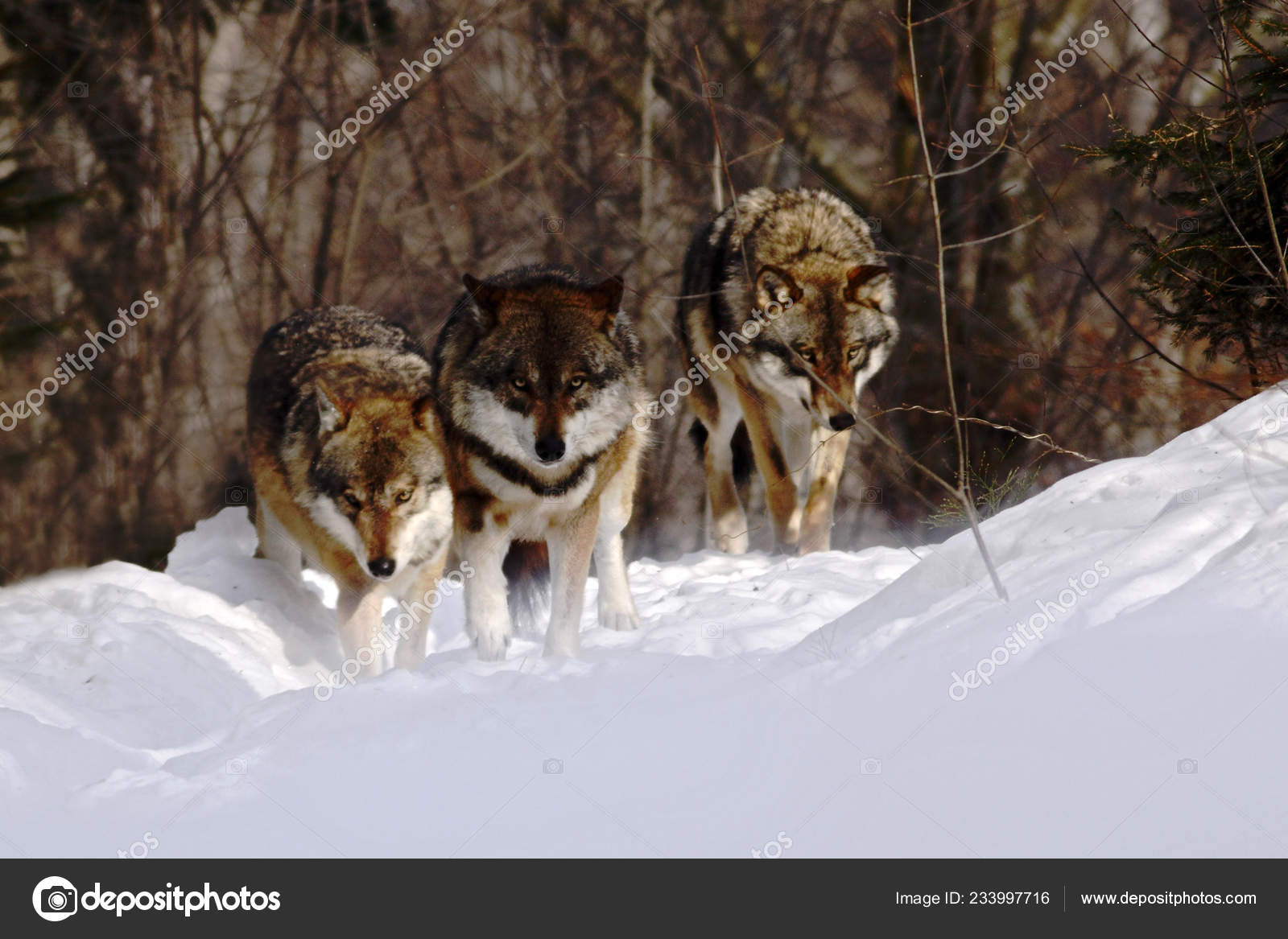 Pack Of Wolves Running In Snow