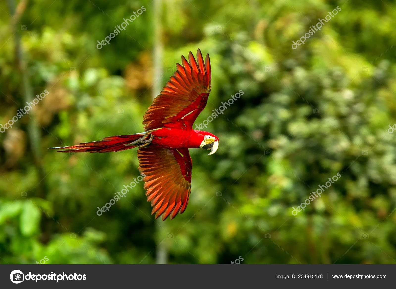 Tropical Rainforest Parrot Flying