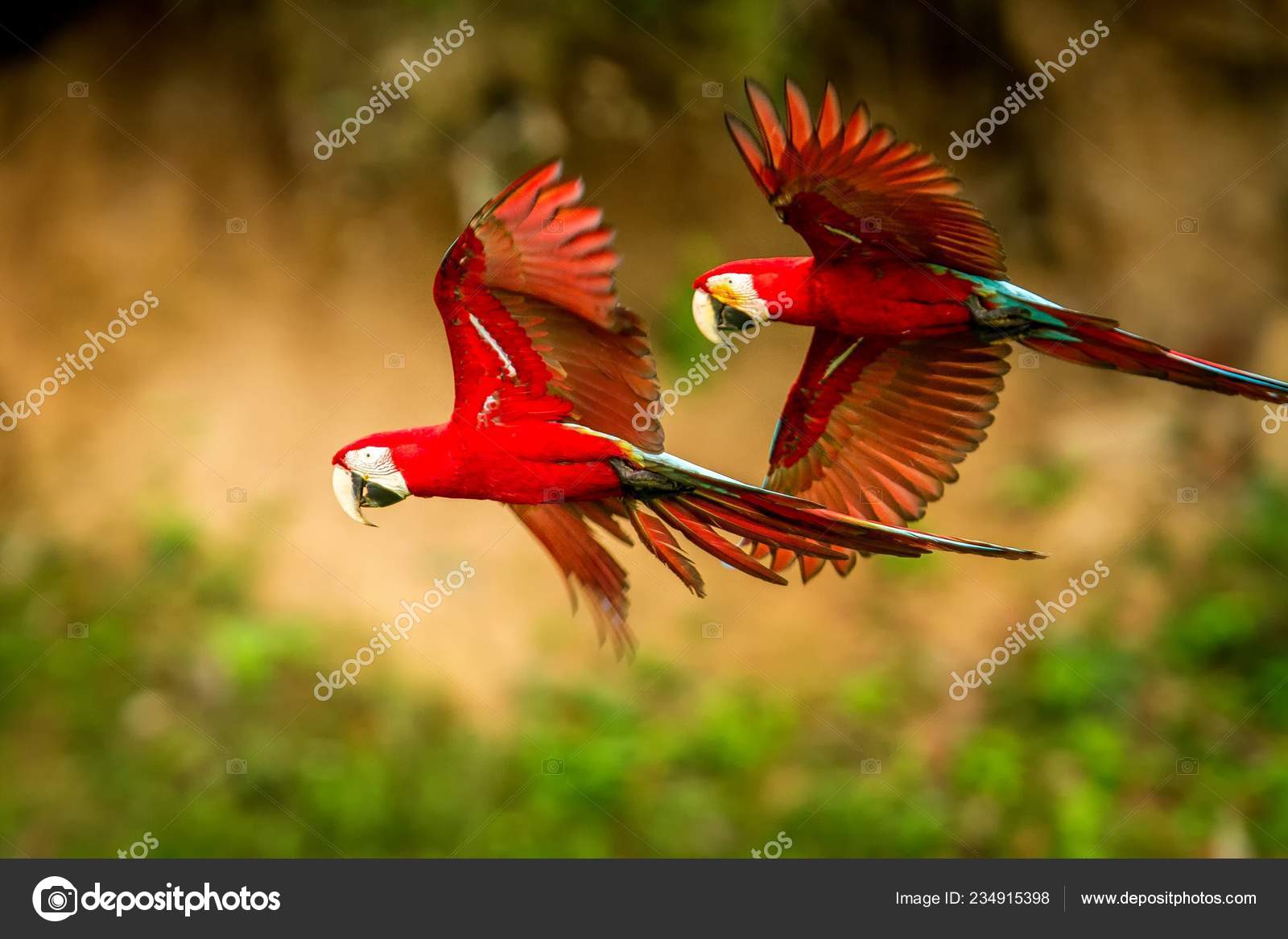 Dos Loros Rojos Vuelo Guacamayo Volando Vegetación Verde Fondo ...