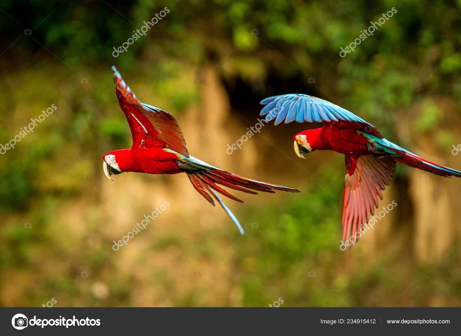 Two Red Parrots Flight Macaw Flying Green Vegetation Background Red ...