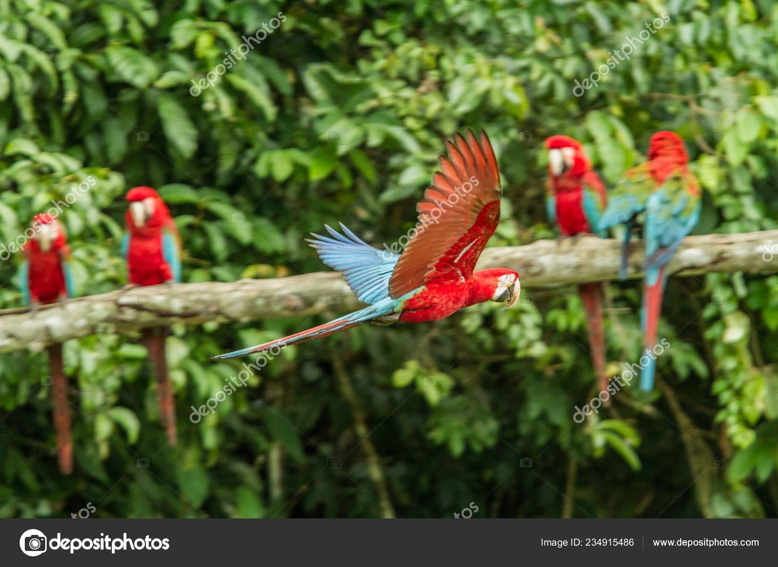Red Parrot Perching Branch One Parrot Flying Green Vegetation ...