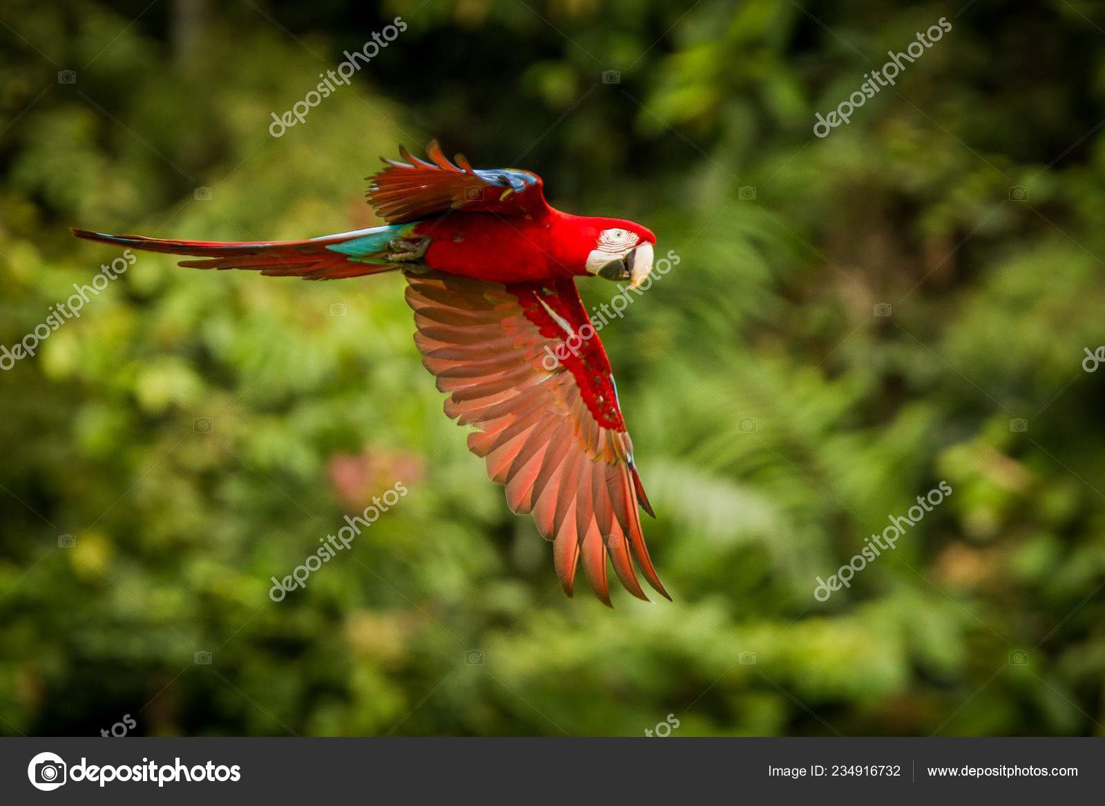 Tropical Rainforest Parrot Flying