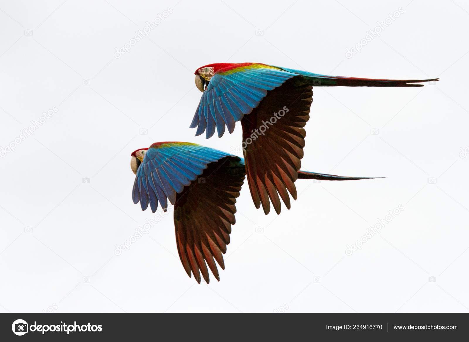 Two Red Parrots Flight Macaw Flying White Background Isolated Birds ...