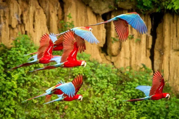 Rainforest Birds Flying