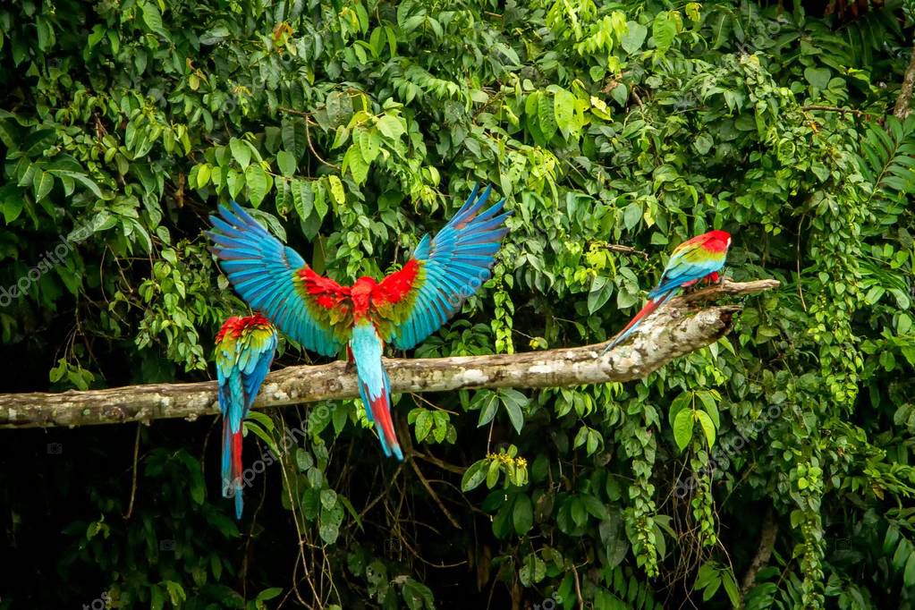 loros rojos aterrizando en la rama, vegetación verde en el fondo ...