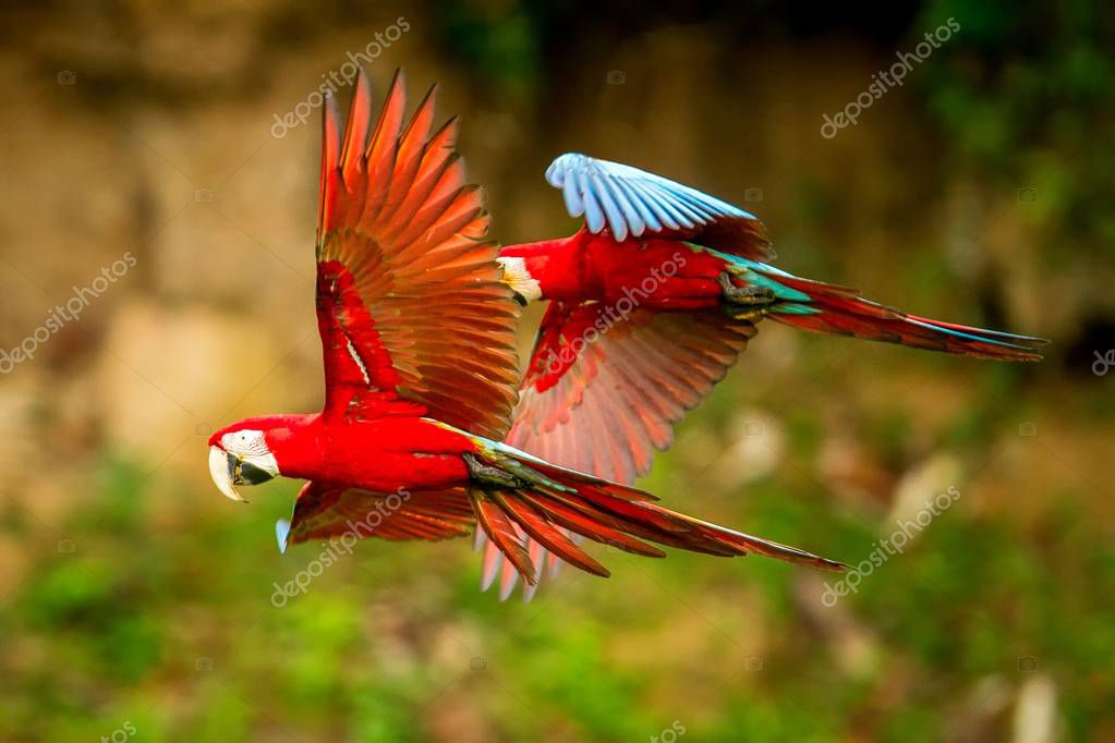 Dos loros rojos en vuelo. Guacamayo volando, vegetaci n verde de fondo ...