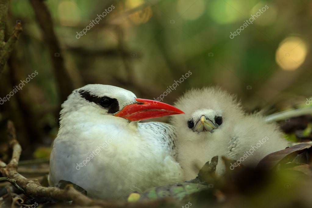 Tropicbird de pico rojo (Phaethon aethereus) en el nido con su polluelo ...