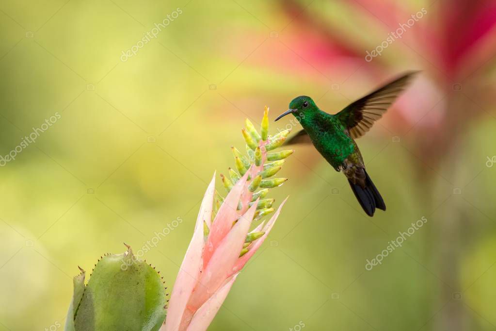 Colibrí cobrizo flotando junto a la flor rosa, pájaro en vuelo, bosque ...