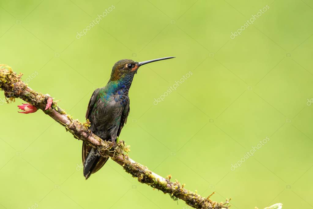 Colibrí de cola blanca sentado en la rama, colibrí del bosque tropical ...