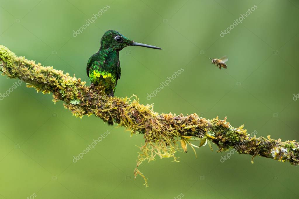Emperatriz brillante sentada en rama observando abeja voladora, colibrí ...