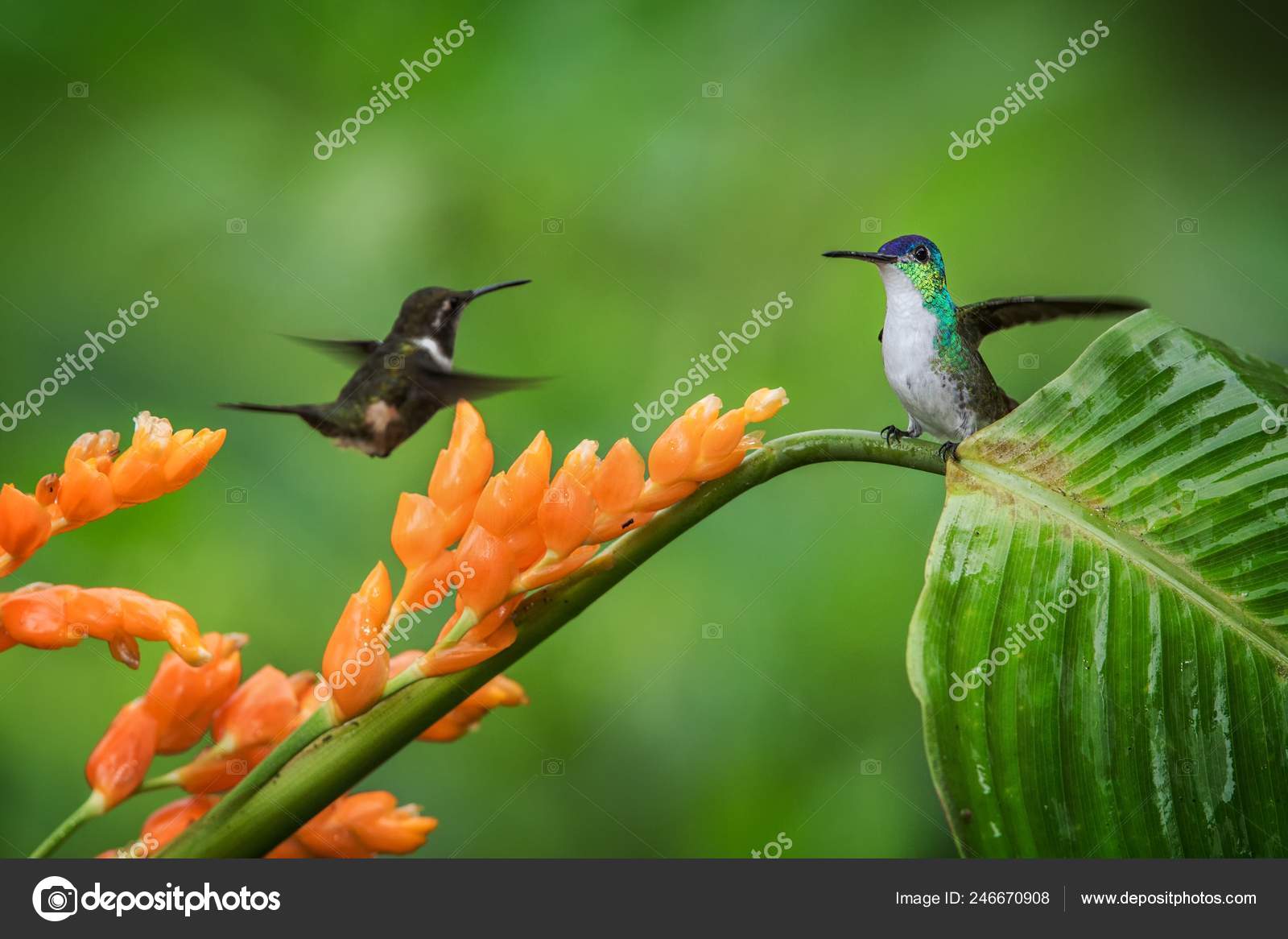 Hummingbirds Hovering Next Orange Flower Another Bird Sitting Leave ...